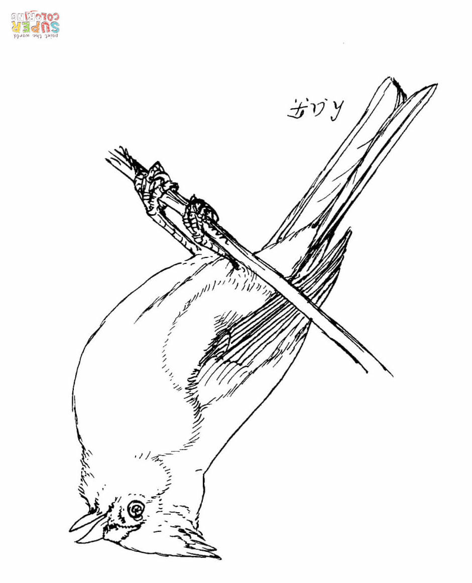 Tufted-Titmouse-coloring-page copy – Chuck Grimmett