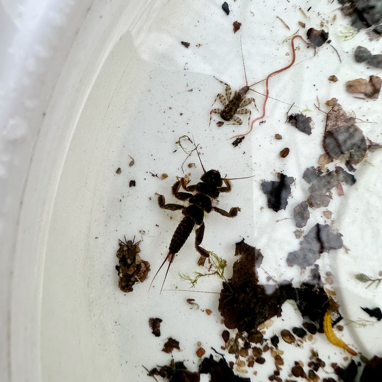 Trout Releases & Macroinvertebrate Sampling – Chuck Grimmett